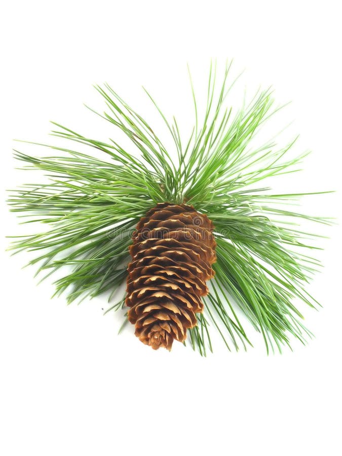 Kiefer-Zweig und Kegel stockbild. Bild von baum, saisonal - 3232619