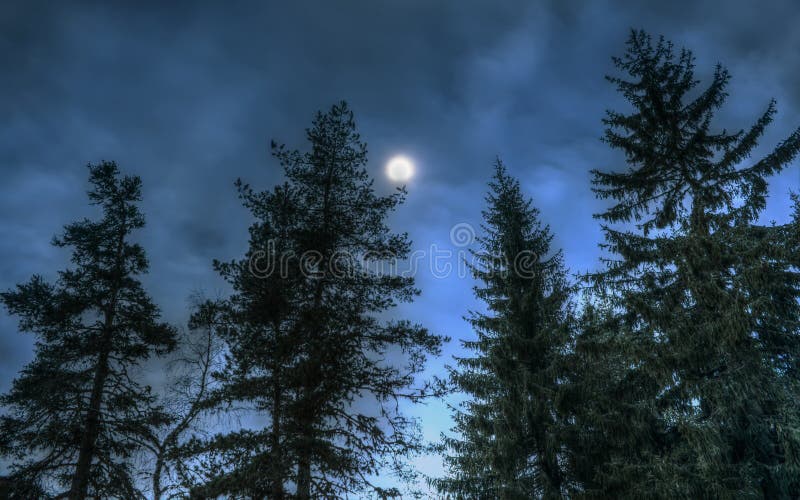Kiefern Nachts Im Wald. Mondnacht Stockfoto - Bild von sonnenuntergang ...