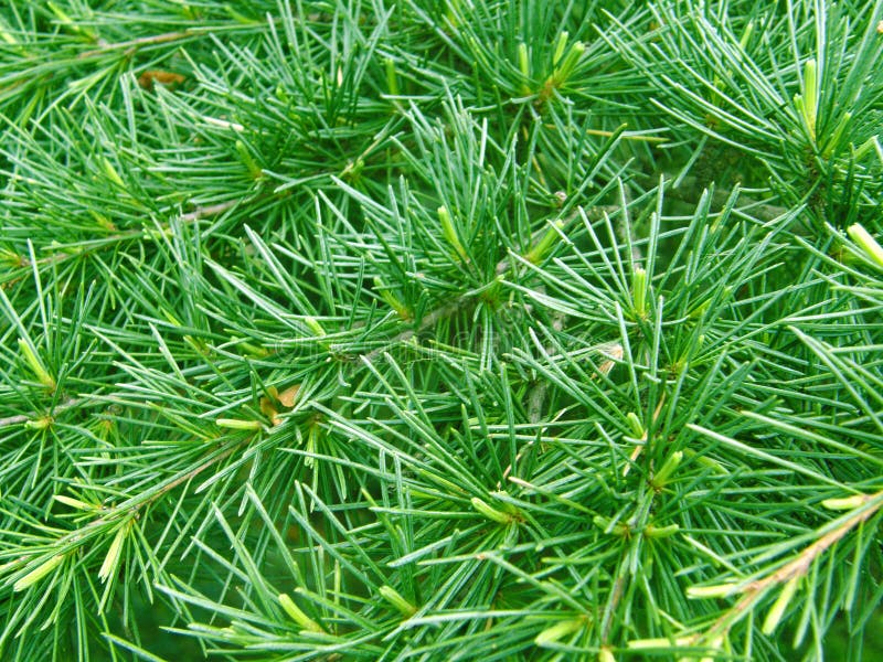 Kiefernadel stockfoto. Bild von frech, fallen, blätter - 23924092