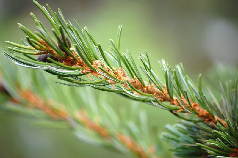 Kiefernadeln stockfoto. Bild von frech, braun, grün, wildnis - 3646110