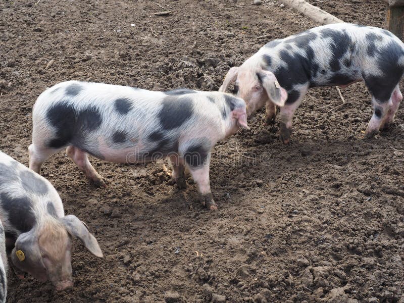 Bunte Bentheimer German Pigs Stock Photo - Image of bunte, pigs: 141911310