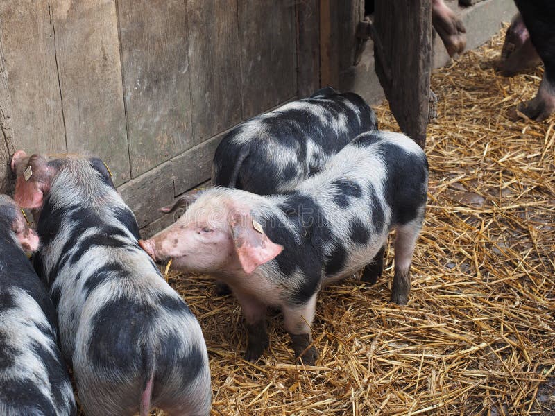 Bunte Bentheimer German Pigs Stock Photo - Image of bunte, pigs: 141911310