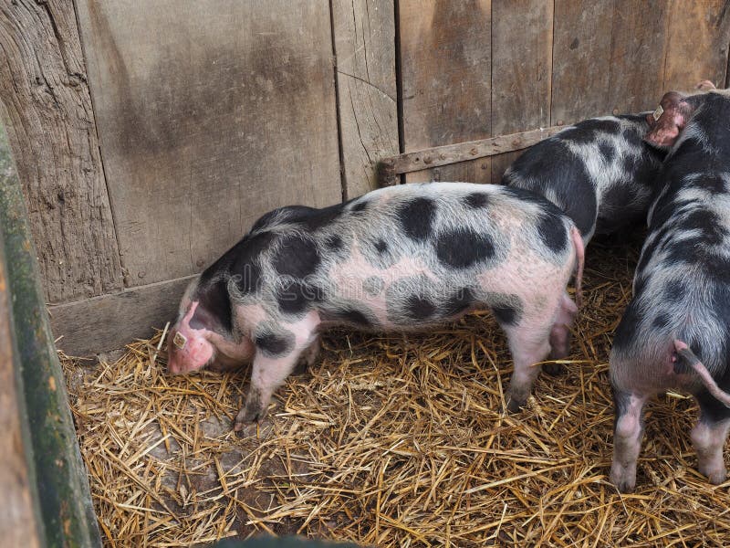 Bunte Bentheimer, German Pigs Stock Image - Image of farm, pigs: 141911359