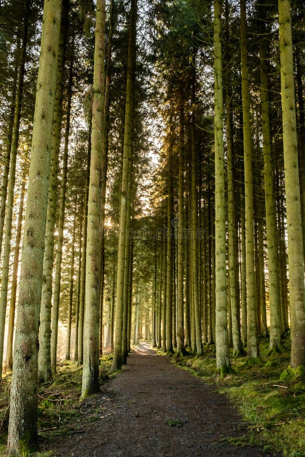 Kielder England: a Pathway through Very Tall Pine Trees in Warm Winter ...