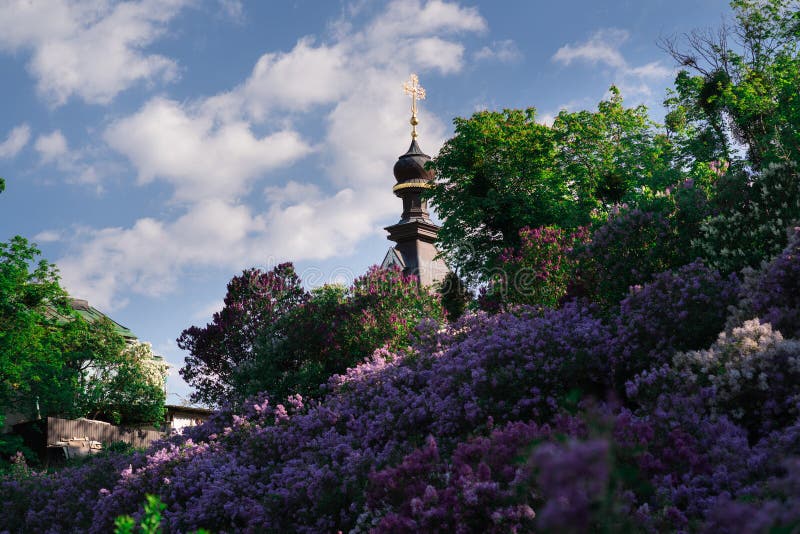 Kiev Botanical Garden in Spring Time with Bright Lilac Trees. Kiev ...