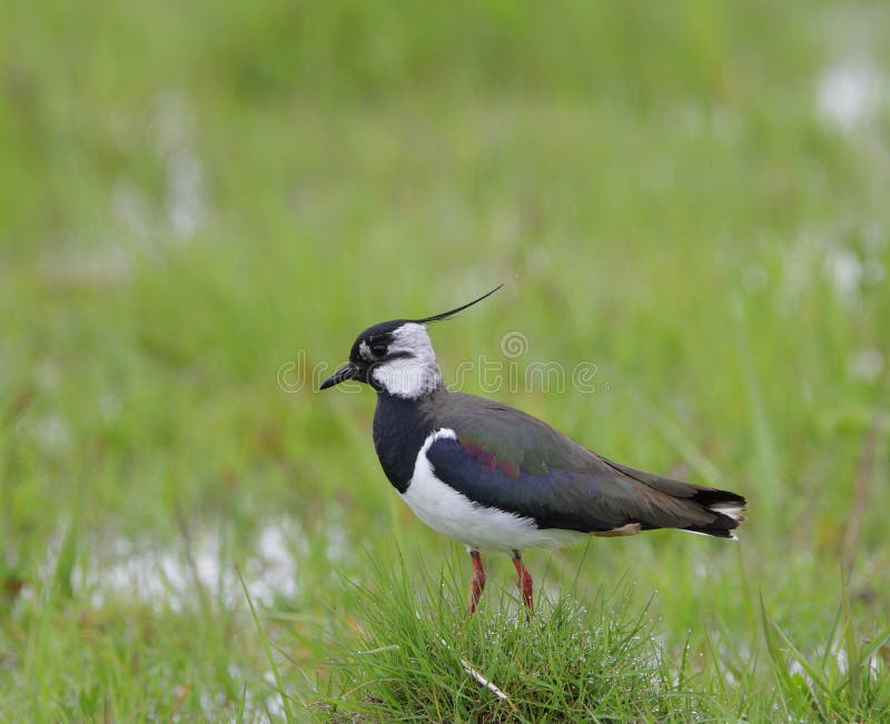 Kievit stock foto. Image of groen, kievit, vogelobservatie - 19521970