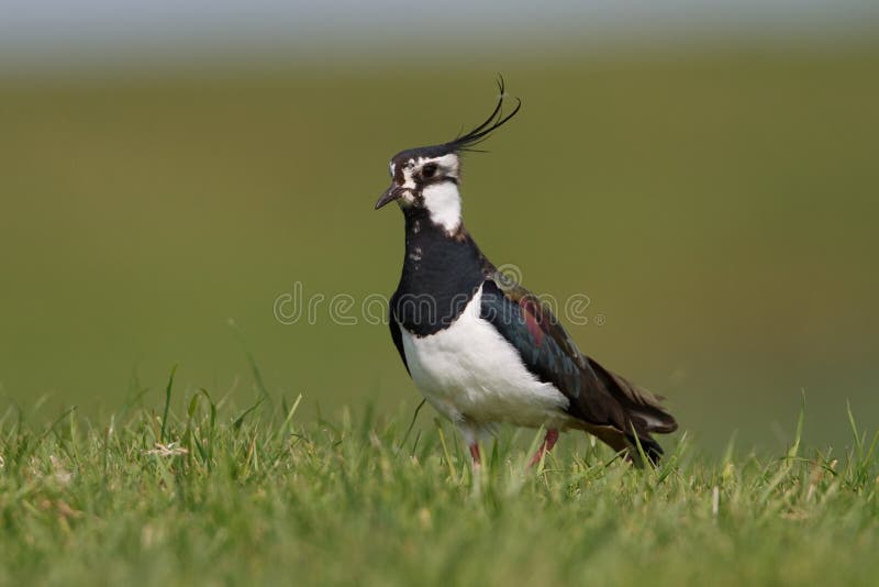 Kievit stock foto. Image of groen, kievit, vogelobservatie - 19521970