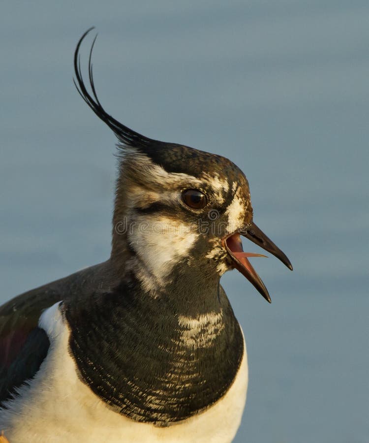 Kievit stock afbeelding. Image of kievit, vogelobservatie - 24077297