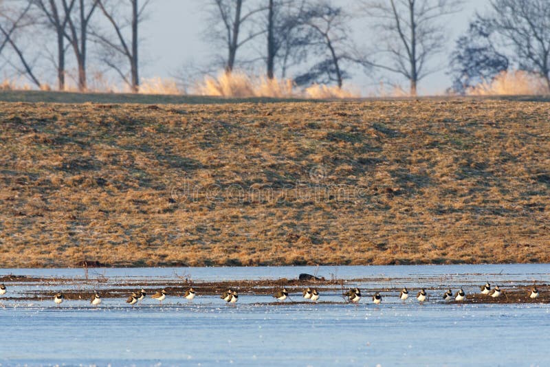 Kievit, Northern Lapwing, Vanellus Vanellus Stock Photo - Image of ...