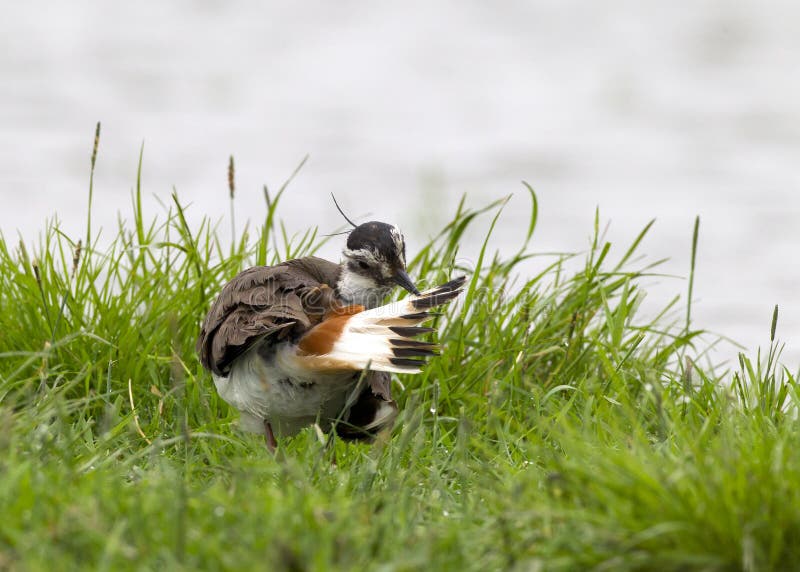 Kievit, Northern Lapwing; Vanellus Vanellus Stock Image - Image of bird ...