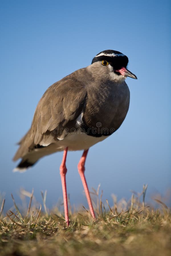 Kiewiet stock foto. Afbeelding bestaande uit vogels, wildlife - 604152