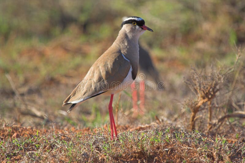 Kiewiet stock photo. Image of wildlife, safari, kiewiet - 604152