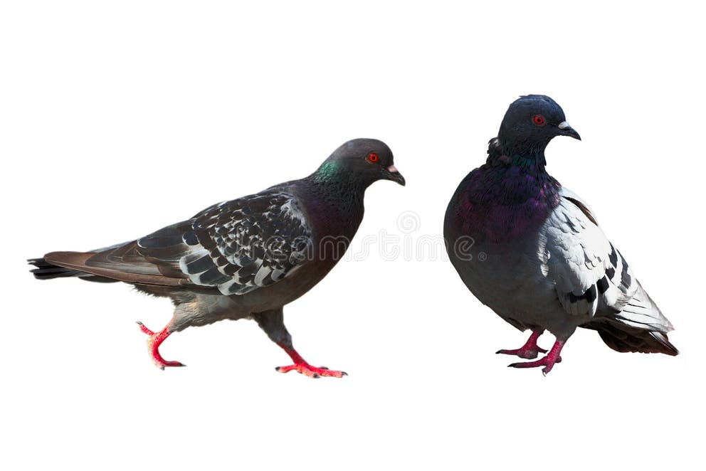 Kiews Taube - getrennt stockfoto. Bild von fenster, frieden - 13789372