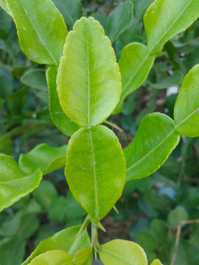 Kiffar lime leaves stock photo. Image of garden, leaves - 53364672