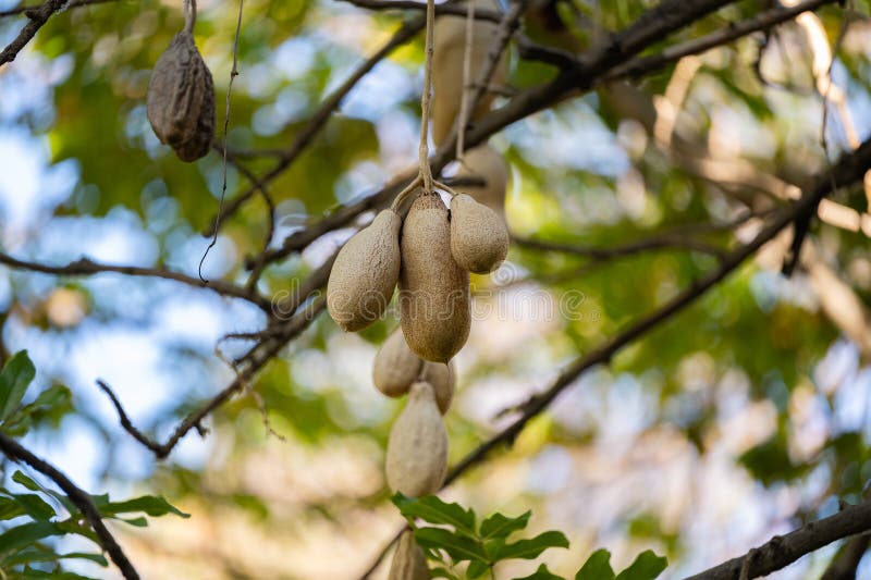 Kigelia AfricanÐ°, Sausage Tree Close-up Stock Image - Image of flora ...