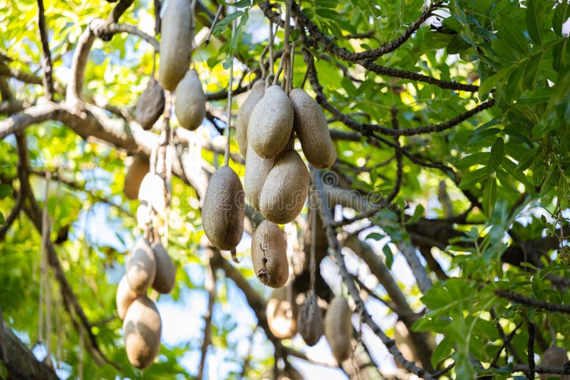 Kigelia AfricanÐ°, Sausage Tree Close-up Stock Photo - Image of fruit ...