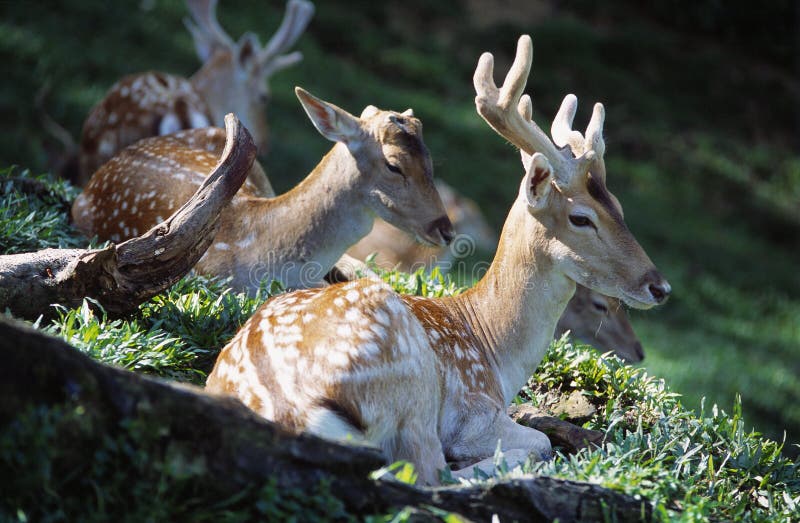 Kijang, Malaysia stock photo. Image of living, deer, natural - 43411294