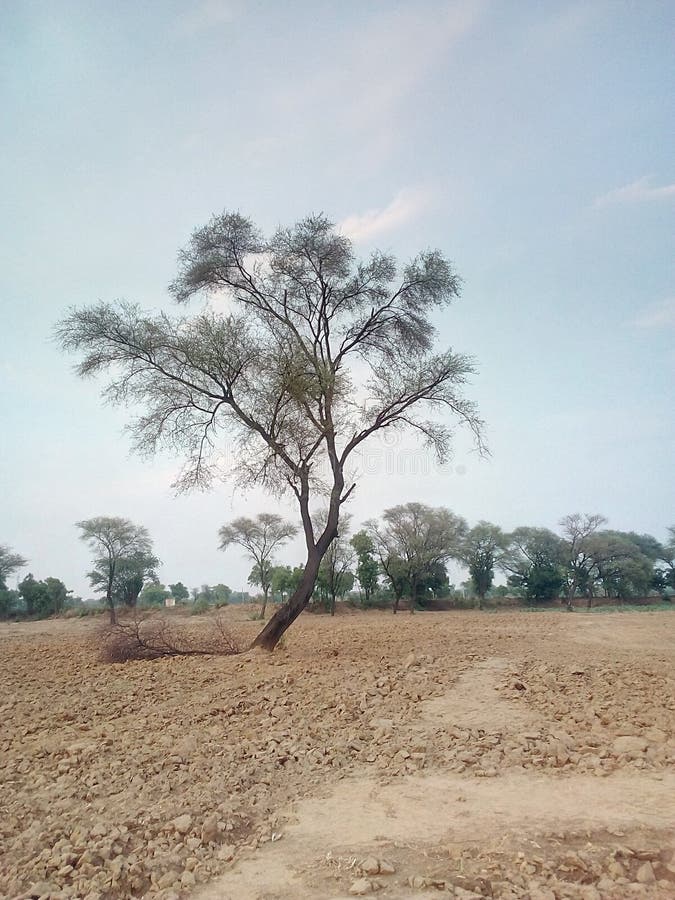 Keekar Tree