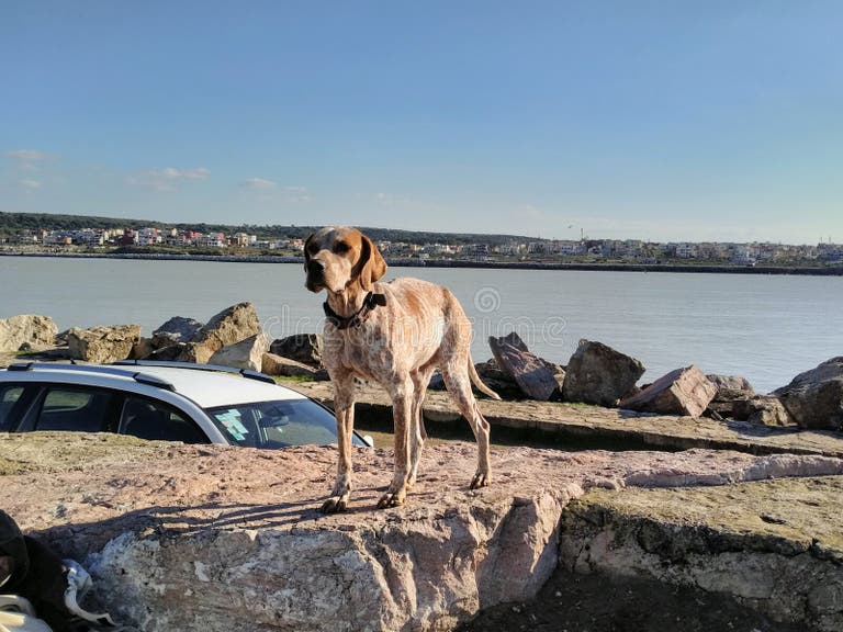 Kiki stock photo. Image of cape, water, rock, kiki, vehicle - 248335778
