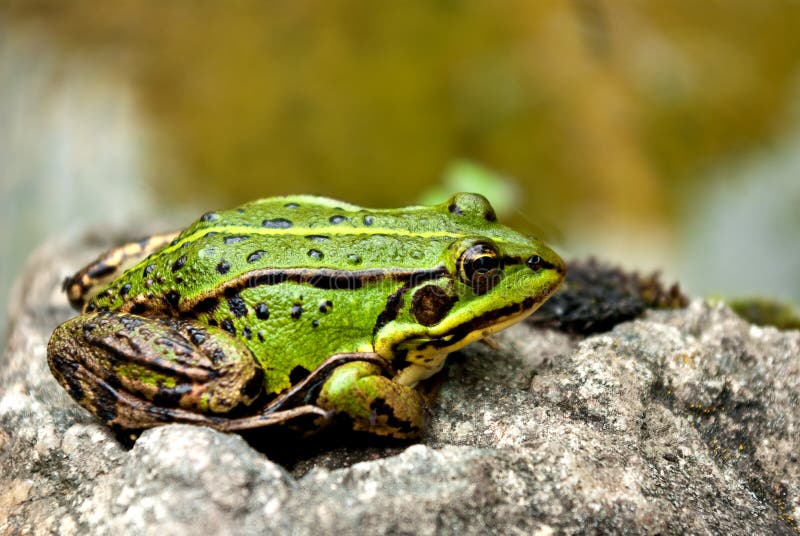 Kikker Op De Rotsen Dichtbij Een Vijver Stock Foto - Image of vijver ...