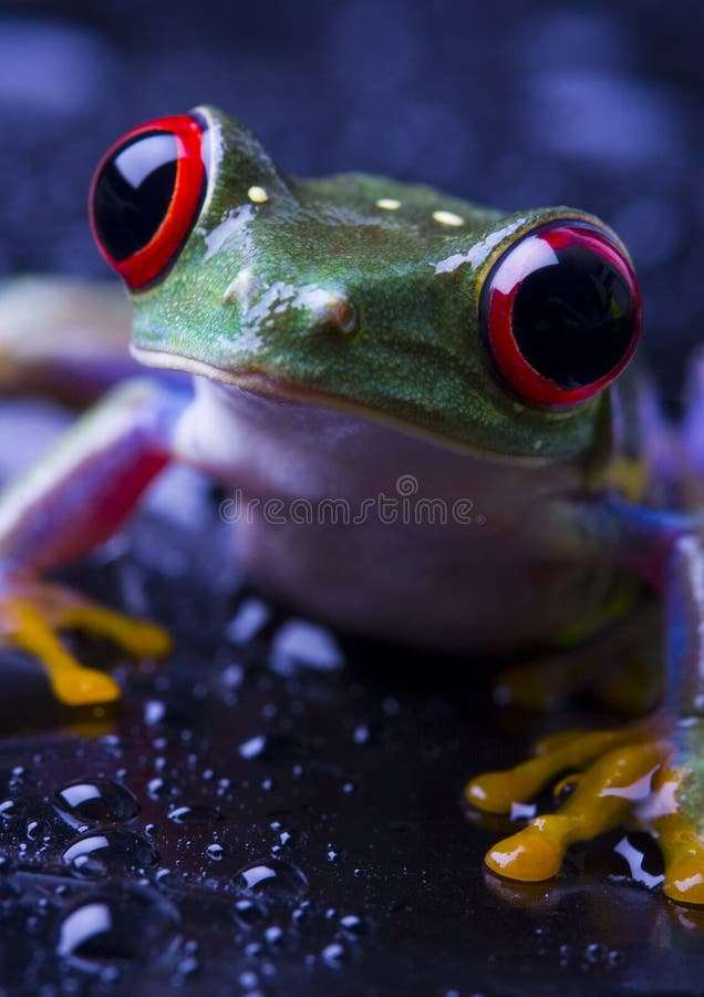 Kikker stock afbeelding. Image of dier, leven, amfibieen - 2103671