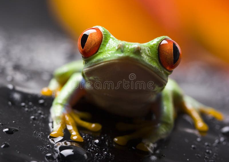 Kikker stock foto. Image of dieren, groot, blauw, kikkers - 2103700