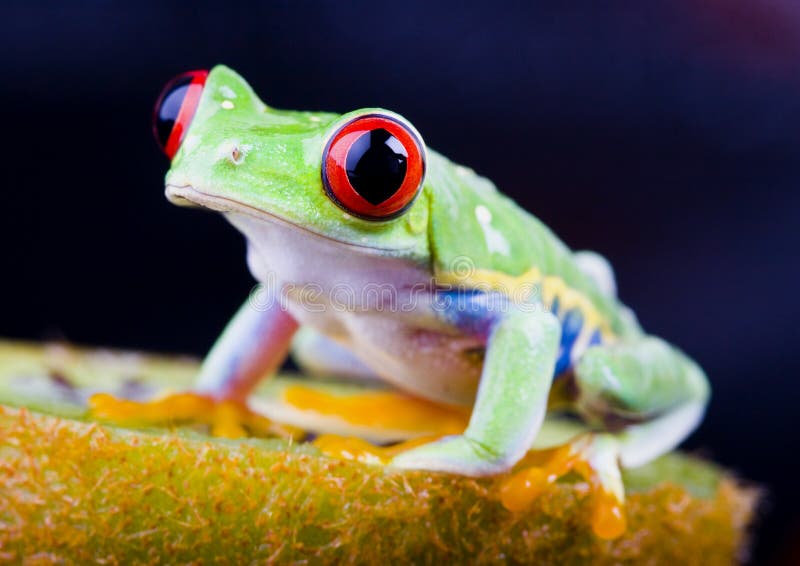 De Rood-eyed Kikker Van De Boom Stock Foto - Image of tropisch, ogen ...