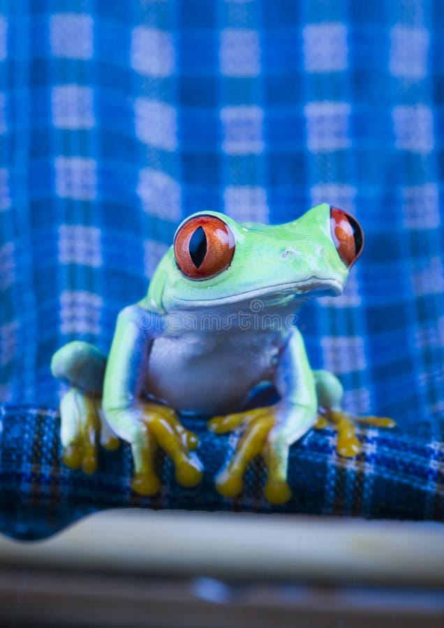 Kikker stock foto. Image of samenvoegen, centraal, fauna - 2168746