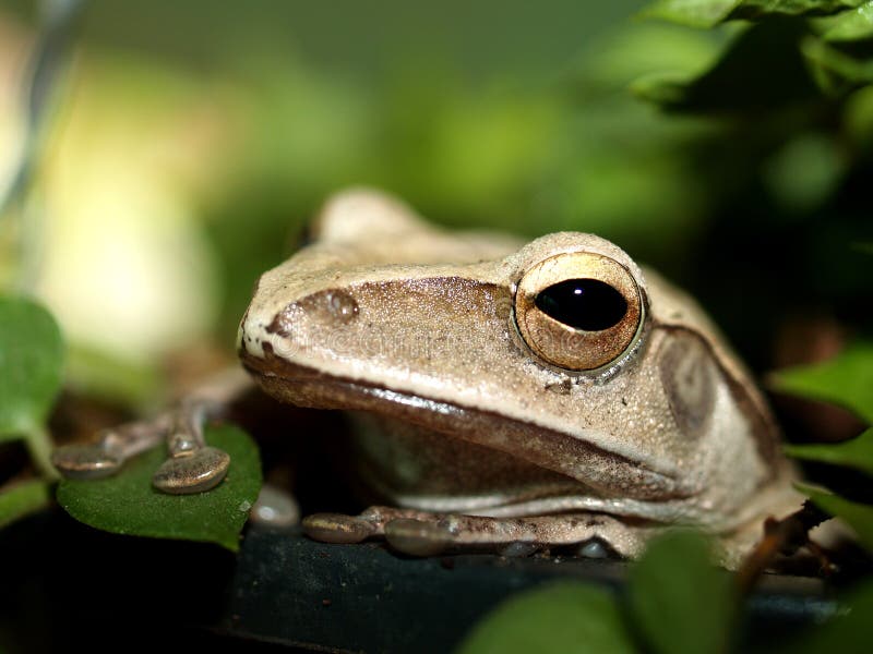 Kikker, amfibie stock afbeelding. Image of amfibie, geïsoleerd - 8827907