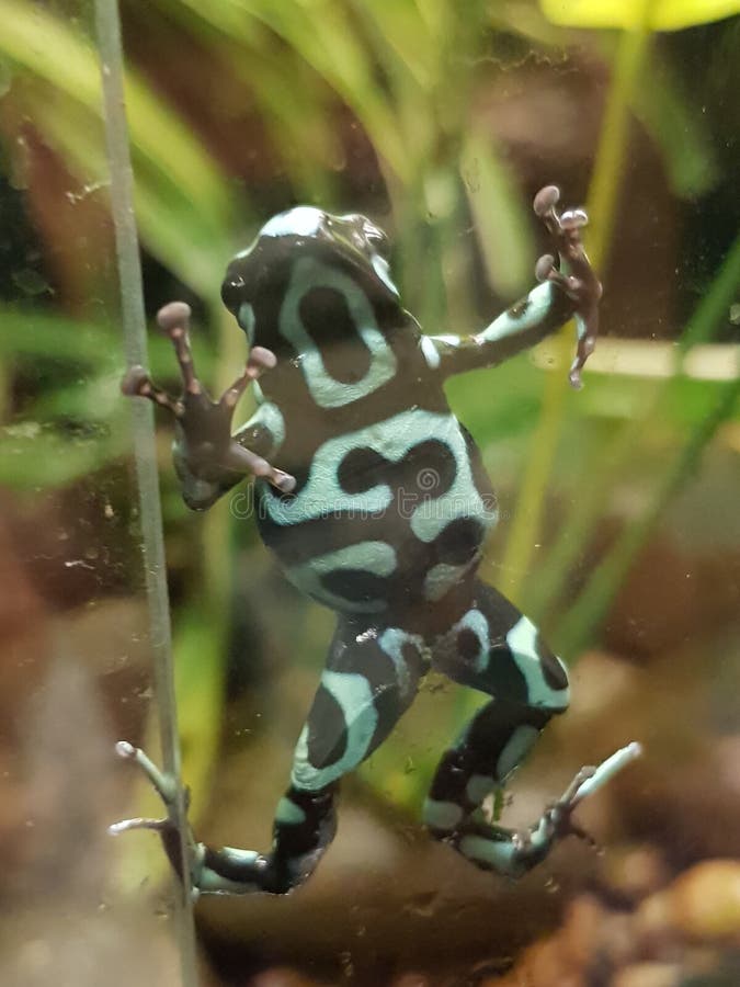 Tropische Glaskikker Van Het Regenwoud Van Amazoni? Stock Afbeelding ...
