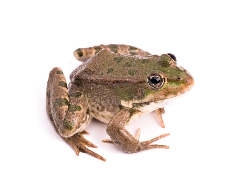 Kikker Op Witte Achtergrond Stock Afbeelding - Image of ogen, dier ...