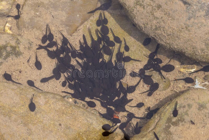 Metamorfose Kikkervisjes Met Kop En Poten Die Zich Ontwikkelen Uit ...