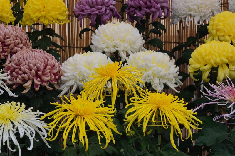 Kiku Blomma, Japan Stor-blommad Krysantemum Fotografering för ...