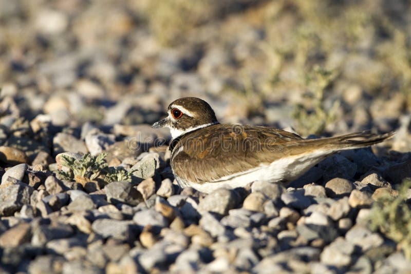 Female Kildeer Bird Stock Photos - Free & Royalty-Free Stock Photos ...