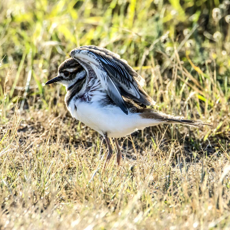 Kildeer stock image. Image of bird, white, stripes, brown - 96959271