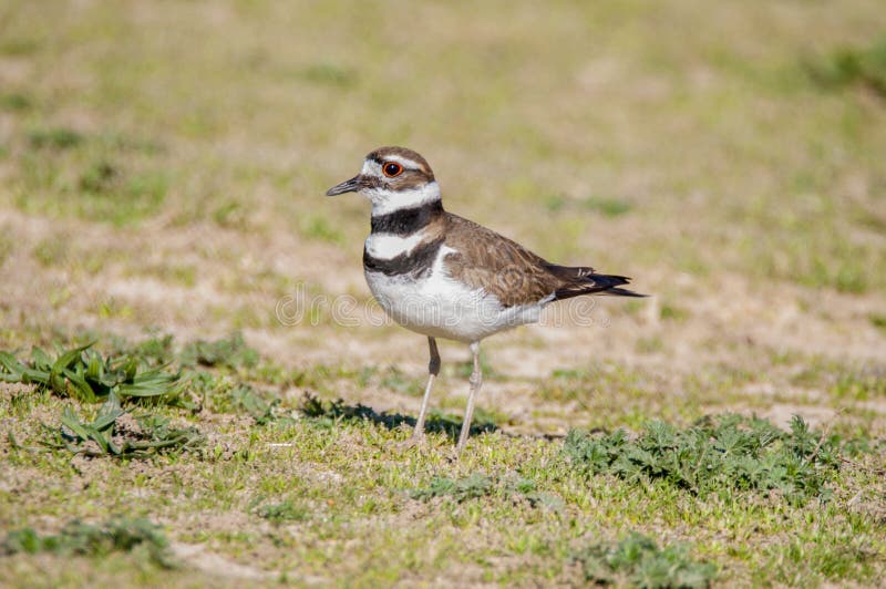 Kildeer stock image. Image of shore, white, walking, feathers - 96959263