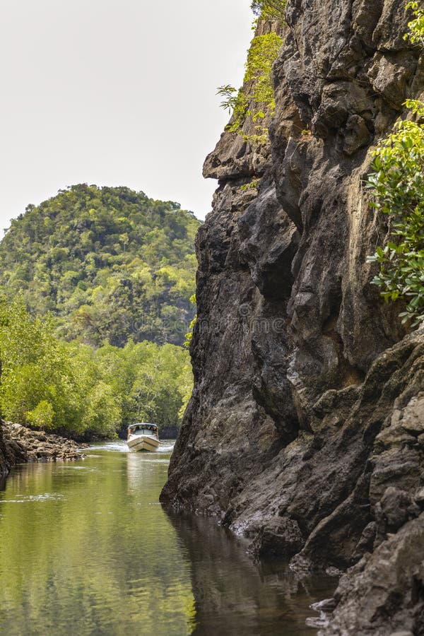 Kilim Geoforest Park, Langkawi Stock Photo - Image of branch, mangrove ...