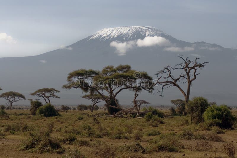 Kenya Savan Stock Photos - Free & Royalty-Free Stock Photos from Dreamstime