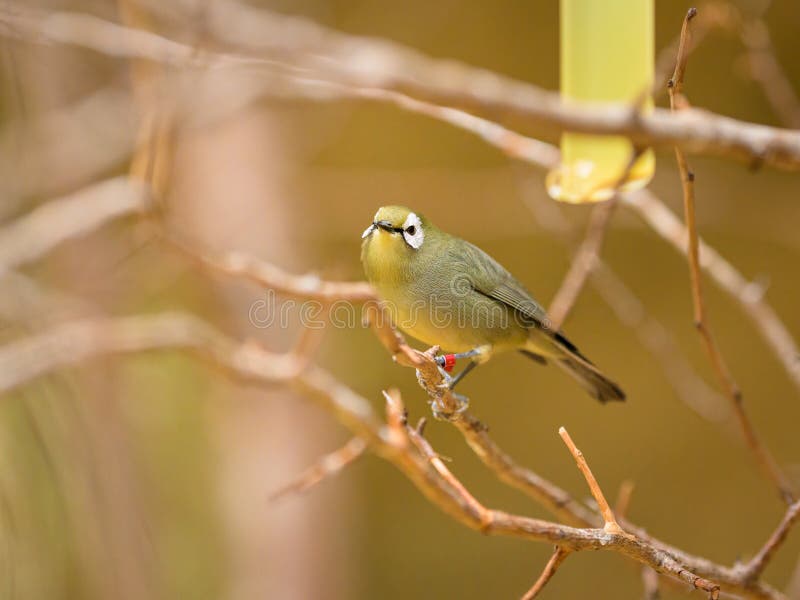 A Kilimanjaro White Eye Sitting on a Branch Stock Photo - Image of face ...