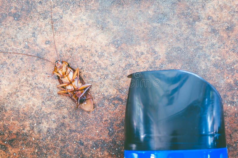 Kill a cockroach stock photo. Image of creature, pest - 116855052