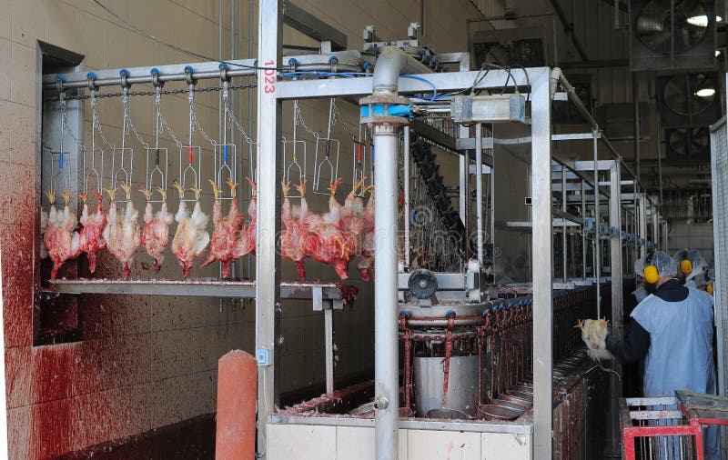 Kill Hens Slaughterhouse of the Hens Stock Photo - Image of ...