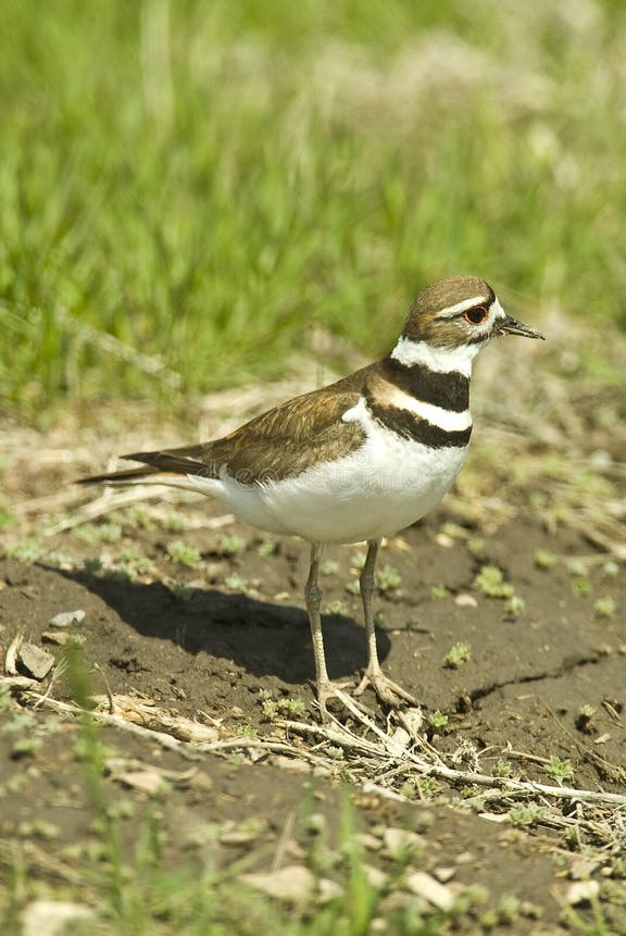 Killdeer stock photo. Image of feathers, marshes, birds - 5141062