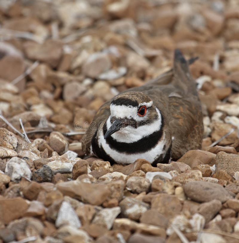 Killdeer stock image. Image of ornithology, bird, wild - 9305975