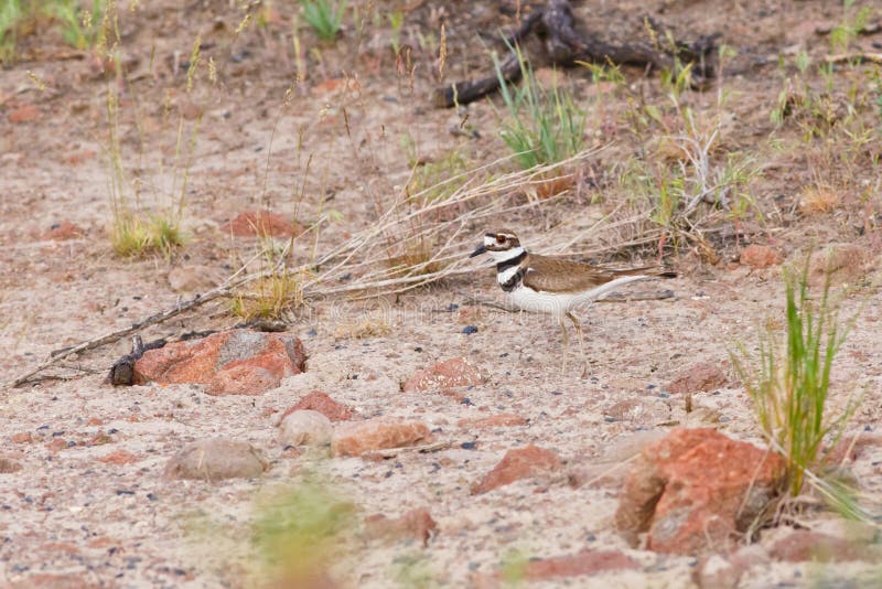 Killdeer stock image. Image of plover, feathers, wildlife - 31101465