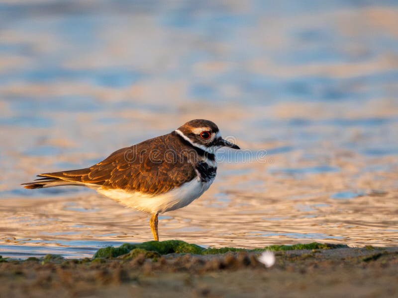Killdeer stock image. Image of killdeer, bird, beach - 321599191