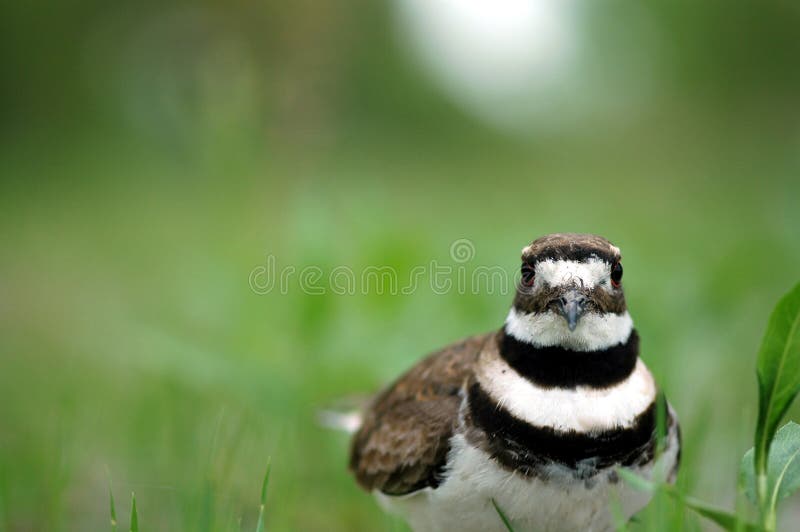 Killdeer Bird Picture. Image: 9346489