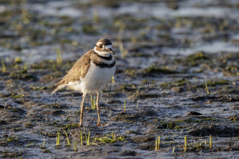Killdeer bird baby stock photo. Image of chick, wildlife - 280711510
