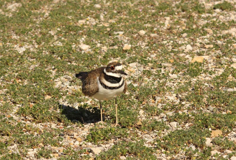 Killdeer Bird Guarding Nest of Eggs on Ground Stock Photo - Image of ...