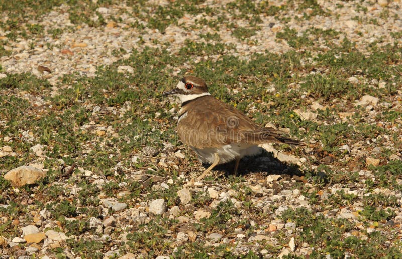 Killdeer Bird Guarding Nest of Eggs on Ground Stock Image - Image of ...