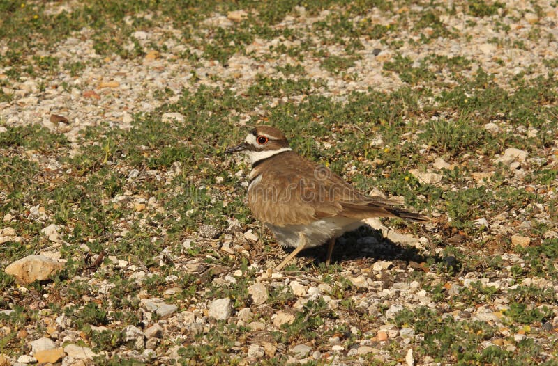 Killdeer Bird Guarding Nest of Eggs on Ground Stock Photo - Image of ...